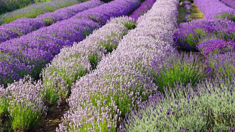 Norfolk Lavender Farm stock image. Image of england - 207873593