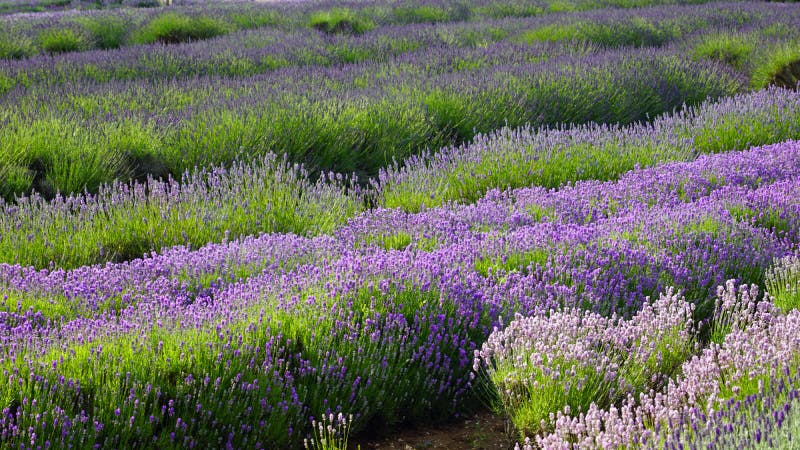 Norfolk Lavender Farm stock image. Image of agriculture - 207873655