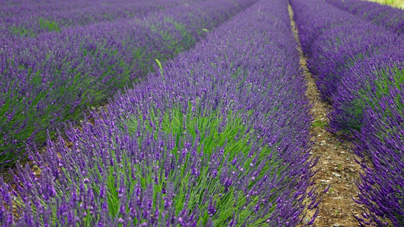 Norfolk Lavender Farm stock photo. Image of blossom - 207873690
