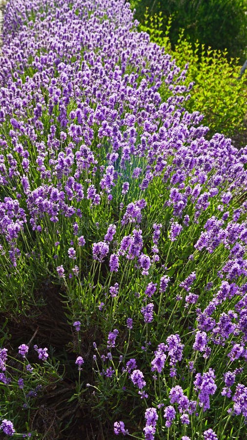 Norfolk Lavender Farm stock image. Image of agriculture - 207873907
