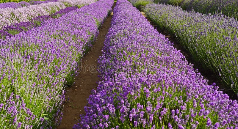 Norfolk Lavender Farm stock image. Image of landscape - 207873977