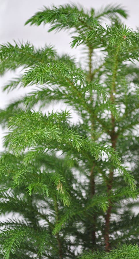 Norfolk Pine - Araucaria Heterophylla in the Garden Stock Image - Image ...