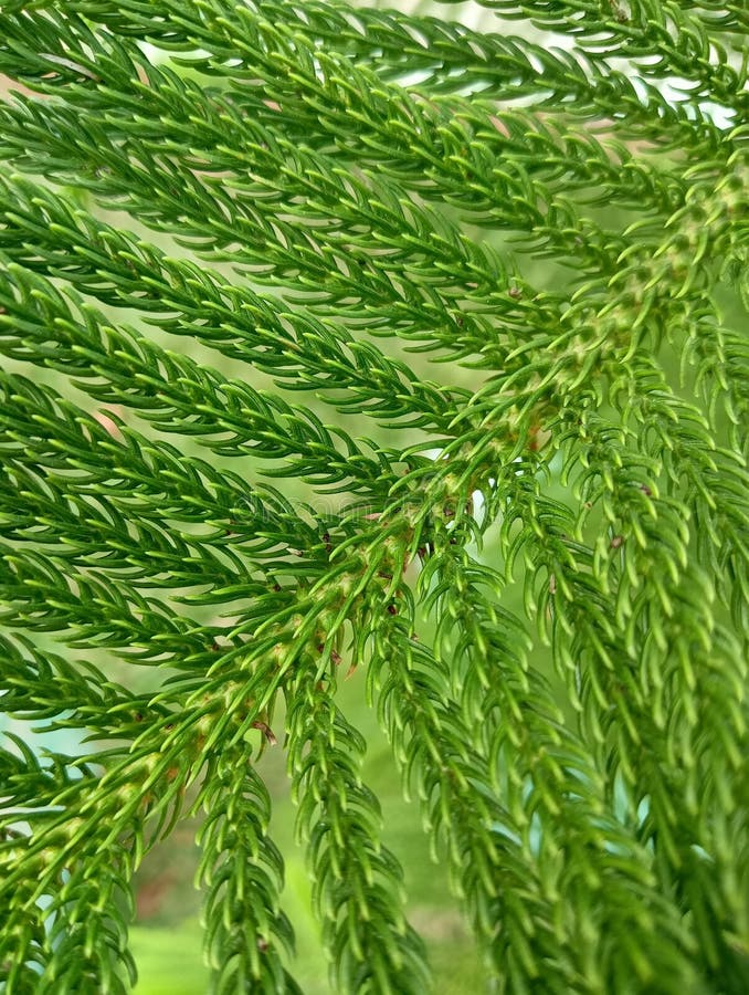 Norfolk Spruce Leaves Taken from Micro Angles Like Thorns Stock Image ...
