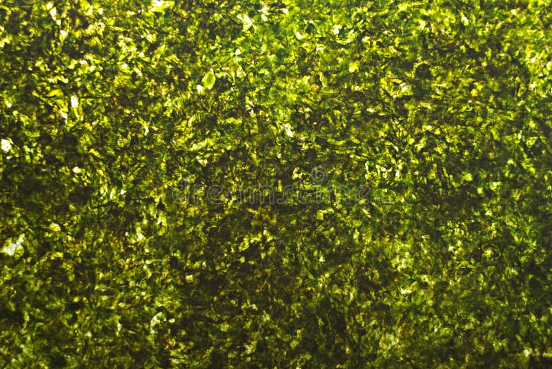 Nori stock image. Image of unusual, green, interesting - 22841337