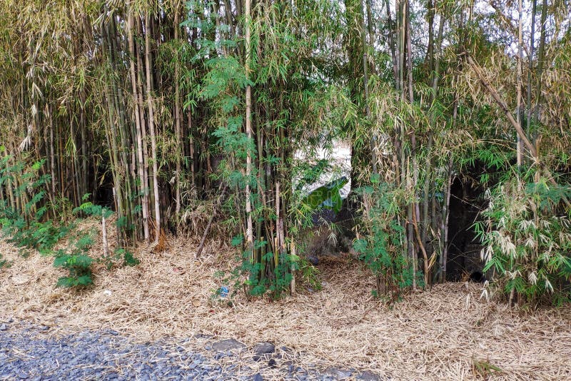 Normal Angle View of Bamboo Trees Growing As Residential Fence Stock ...