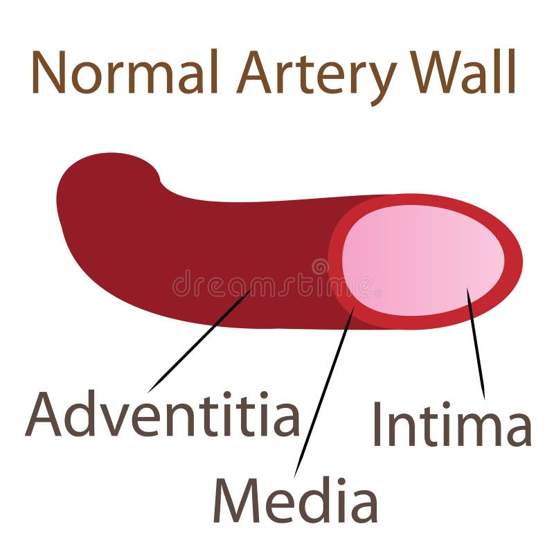 Normal Artery Wall Illustration Stock Vector - Illustration of ...