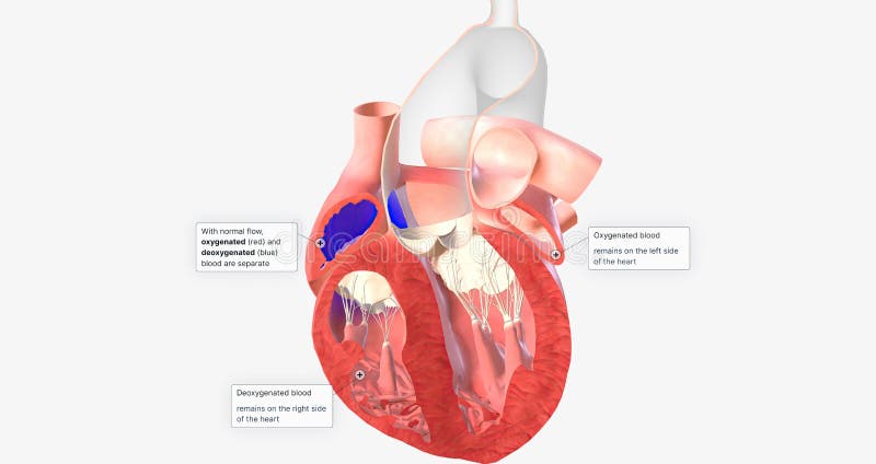 Normal Blood Flow in the Heart Stock Illustration - Illustration of ...