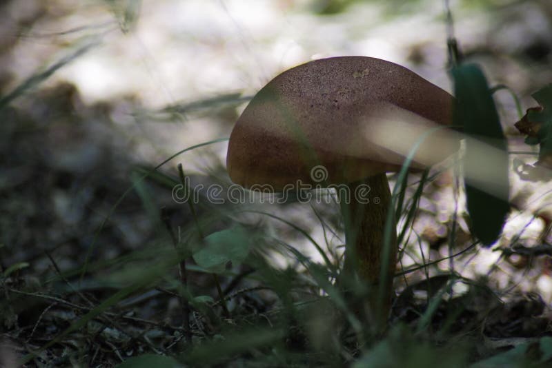 Normal Brown Mushroom stock photo. Image of leaf, nature - 259840290