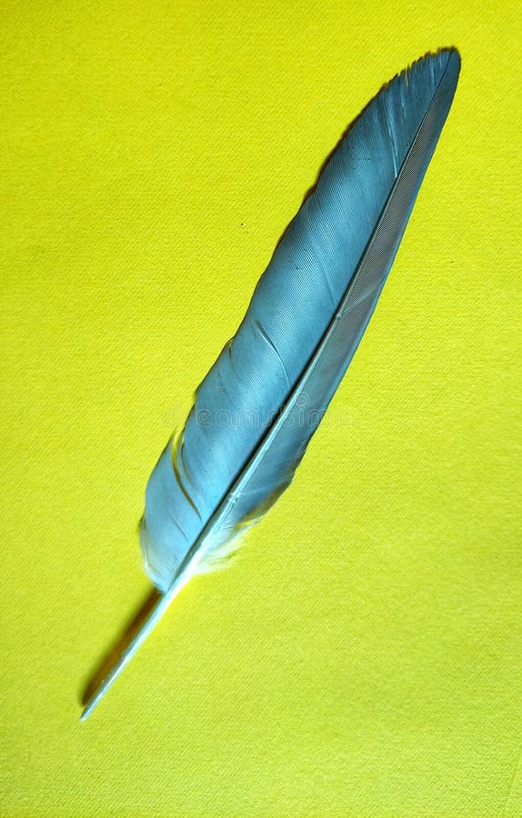 173 Normal Feather Stock Photos - Free & Royalty-Free Stock Photos from ...