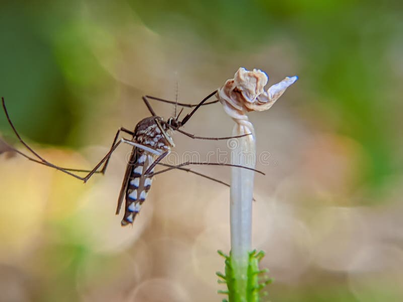 Normal Female Mosquito Macro Isolated on White Flower Stock Photo ...
