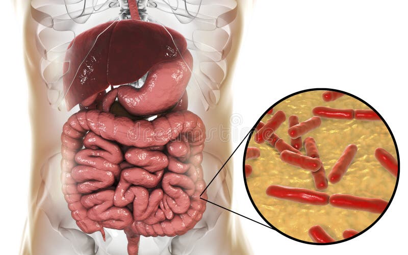 Normal Flora of Large Intestine, Bacteria Bidifobacterium Stock ...
