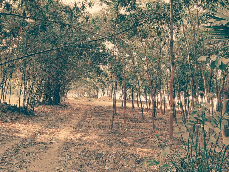 Normal forest stock image. Image of museum, kolkata, bardwan - 76640127