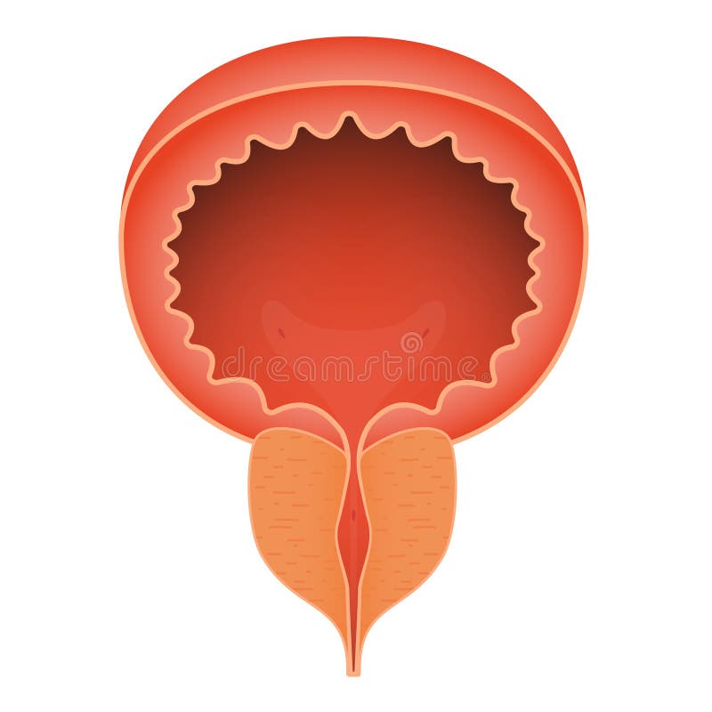 Prostate Stock Illustrations – 7,143 Prostate Stock Illustrations ...