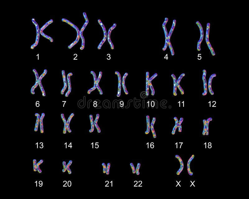 Normal Human Female Karyotype Stock Illustration - Illustration of ...