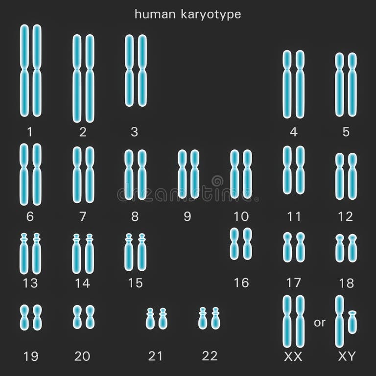 Normal human karyotype stock illustration. Illustration of science ...