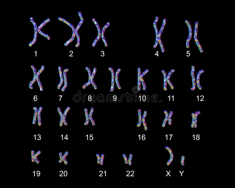 Normal Human Male Karyotype Stock Illustration - Illustration of ...