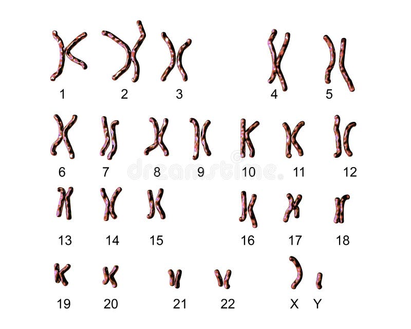 Normal Human Male Karyotype Stock Illustration - Illustration of ...