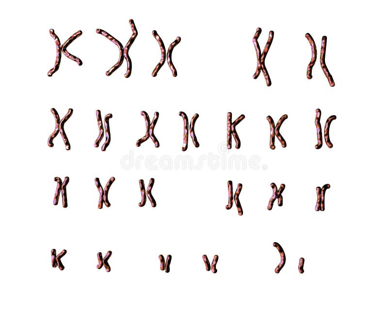 Normal Human Male Karyotype Stock Illustration - Illustration of gene ...