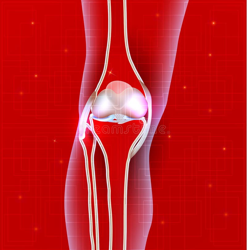 Normal Knee Joint Abstract Red Background Stock Vector - Illustration ...
