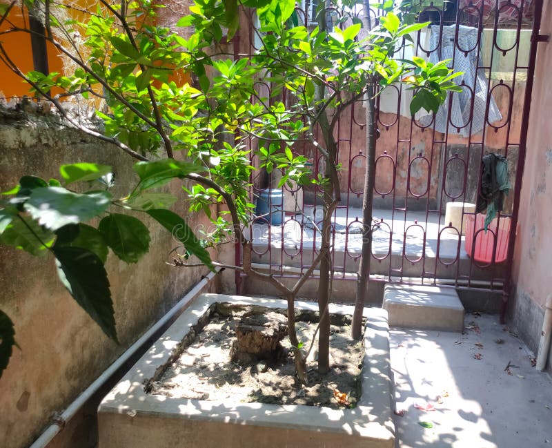 Tree Rising from Ancient Rocks in Forests Stock Photo - Image of shape ...