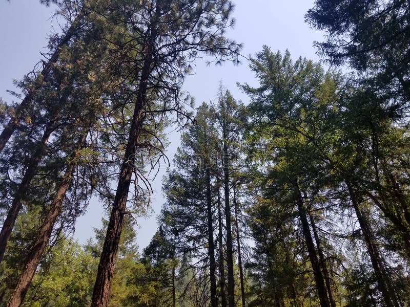 Normal pretty green trees stock image. Image of trees - 124151337