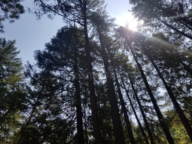 Normal pretty green trees stock photo. Image of beautiful - 124152014