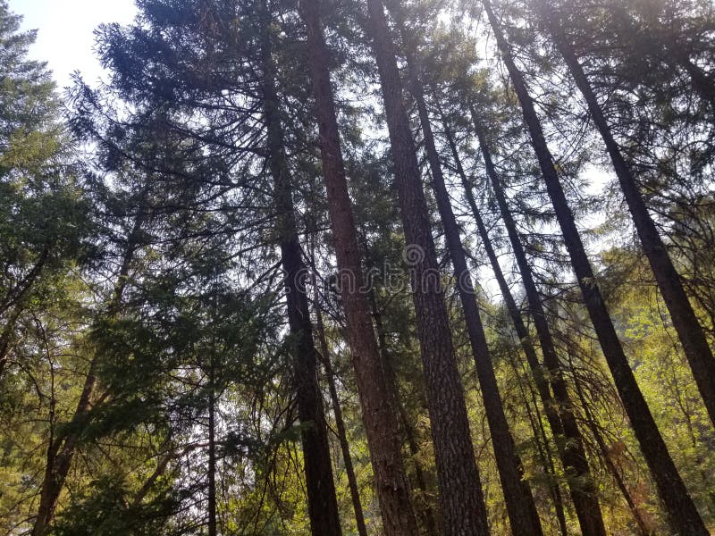 Normal pretty green trees stock photo. Image of beautiful - 124152014