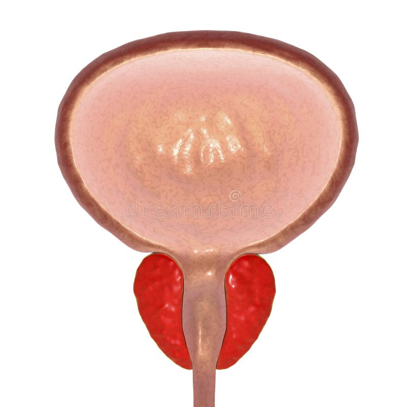 Prostate gland stock vector. Illustration of healthcare - 7466865