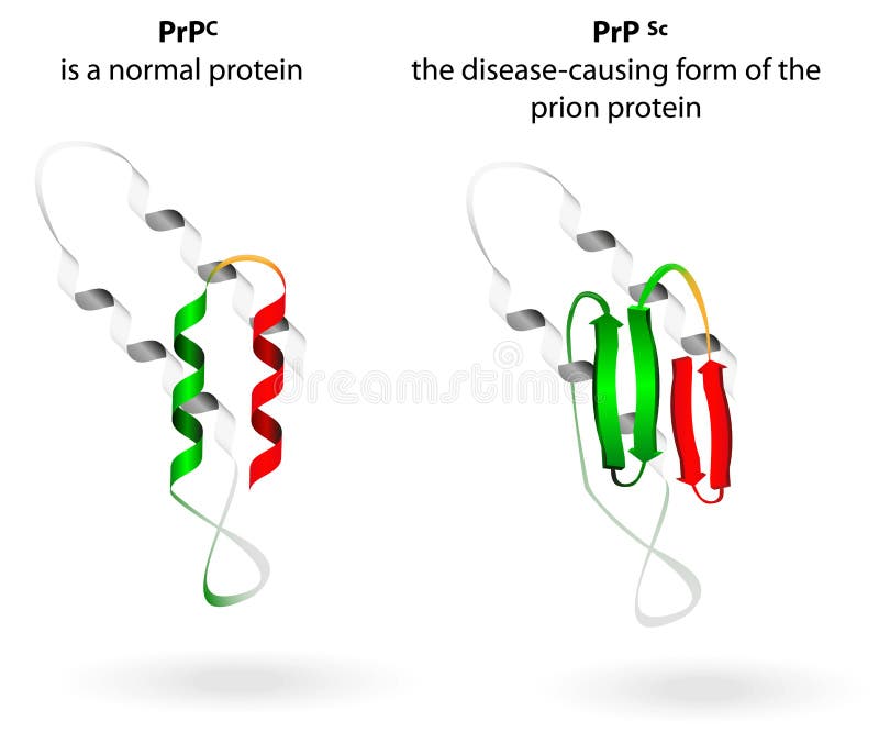 Prion Theory Mad Cow Disease Stock Vector Illustration Of Enzyme Neurodegenerative 28922067