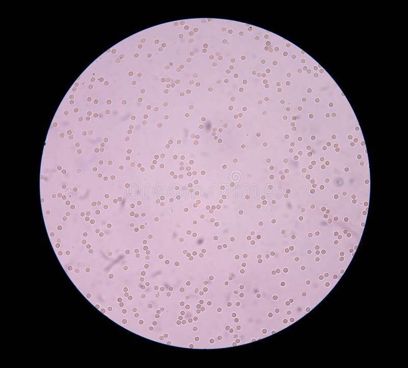 Normal red blood cells. stock image. Image of artery - 67926199