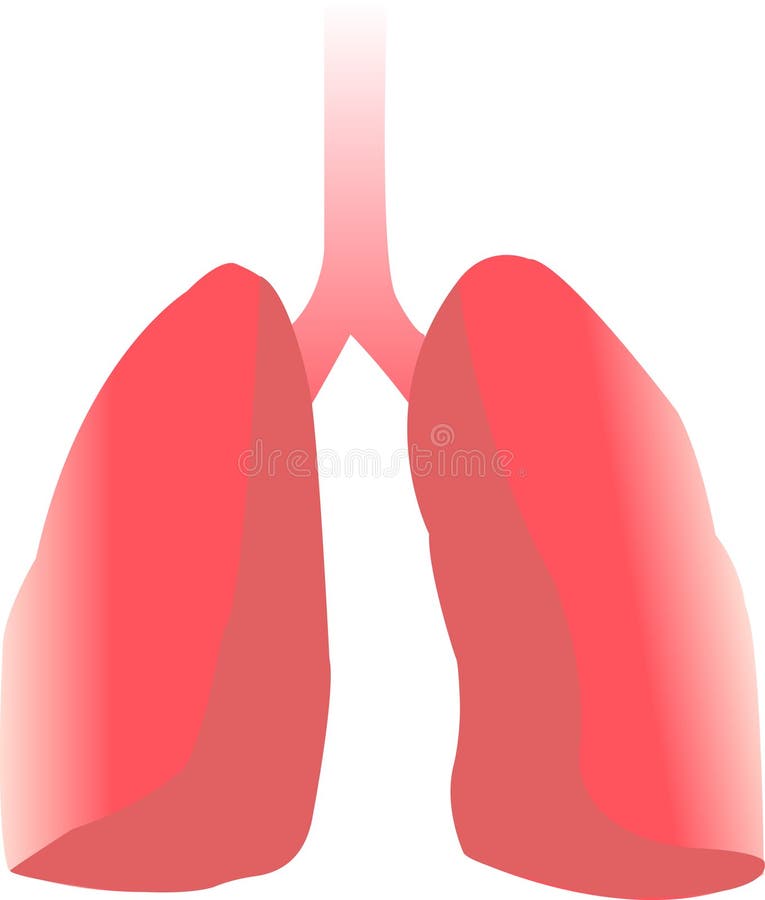 Normal red lungs stock vector. Illustration of easter - 70738706