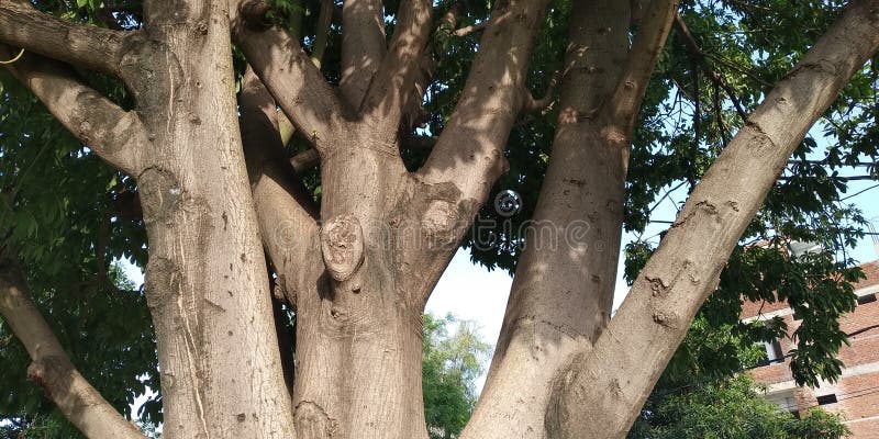 Normal map of tree bark stock image. Image of striped - 193981535