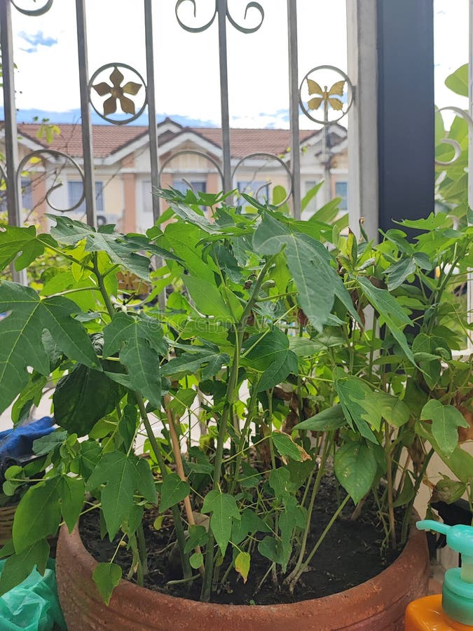 A normal simple plants stock image. Image of normal - 251008255