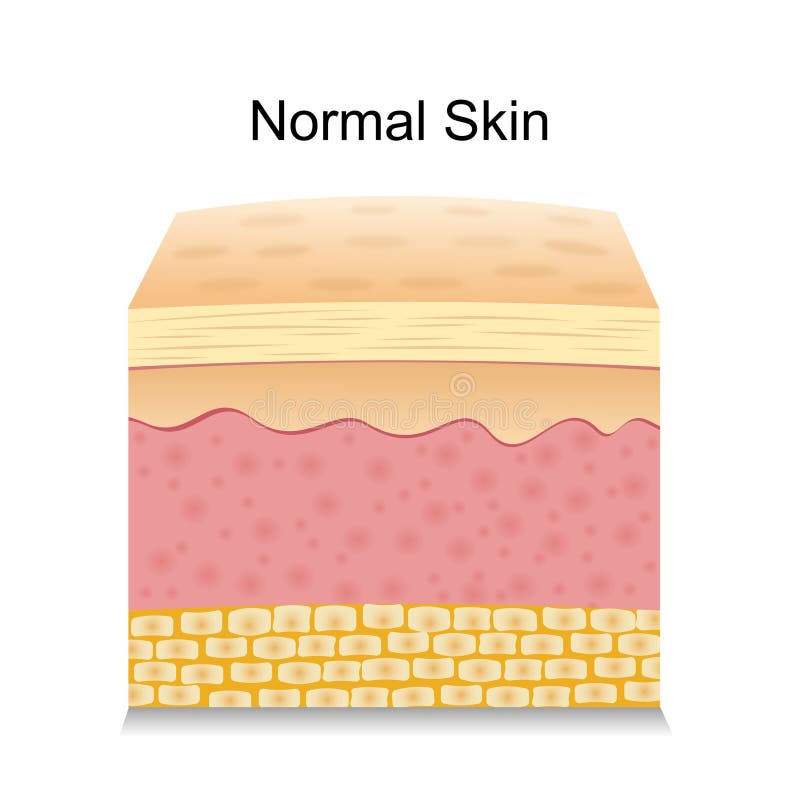 Normal Skin Vector Isolated on White Background. Normal Skin Stock ...