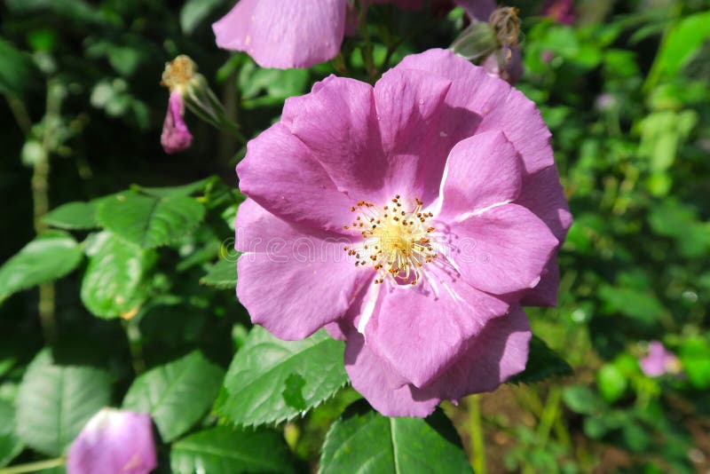 Normal Small Purple Rose Growing on a Tree Stock Photo - Image of bunch ...