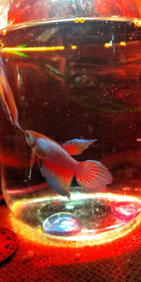 Normal stock photo. Image of normal, fish - 164754720