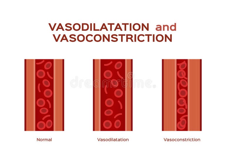 Normal Vasodilation and Vasoconstriction Blood Vessel Vector Stock ...