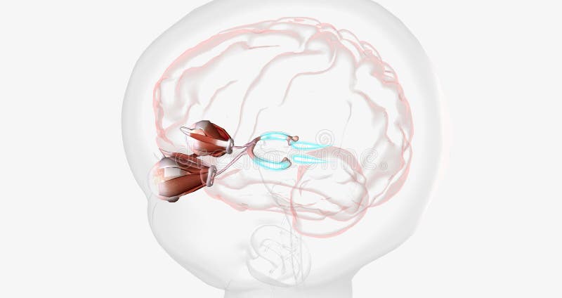 Normal Visual Pathway with Eye Movement Stock Illustration ...