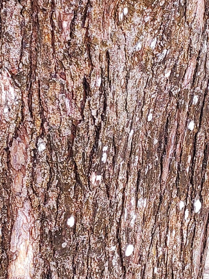 Normal Map Wood Texture, Normal Mapping Stock Photo - Image of colorful ...