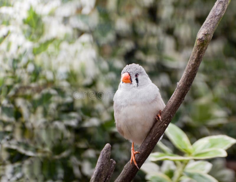 A normal zebra finch hen stock photo. Image of portrait - 20165970