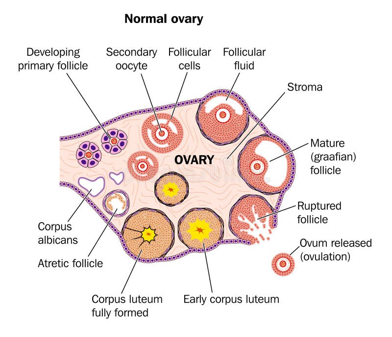 Normaler Eierstock vektor abbildung. Illustration von eierstock - 13281711