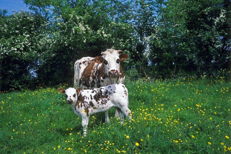 Normandy Cattle, Cow with Calf, Normandy Stock Photo - Image of mammal ...