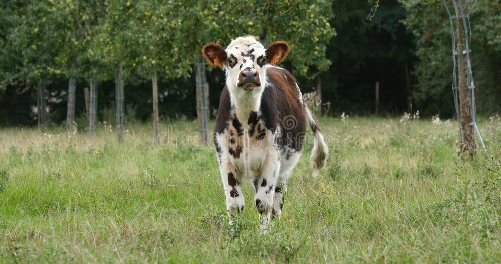 Normandy Cattle, Cow in Meadow, Normandy Stock Image - Image of ...