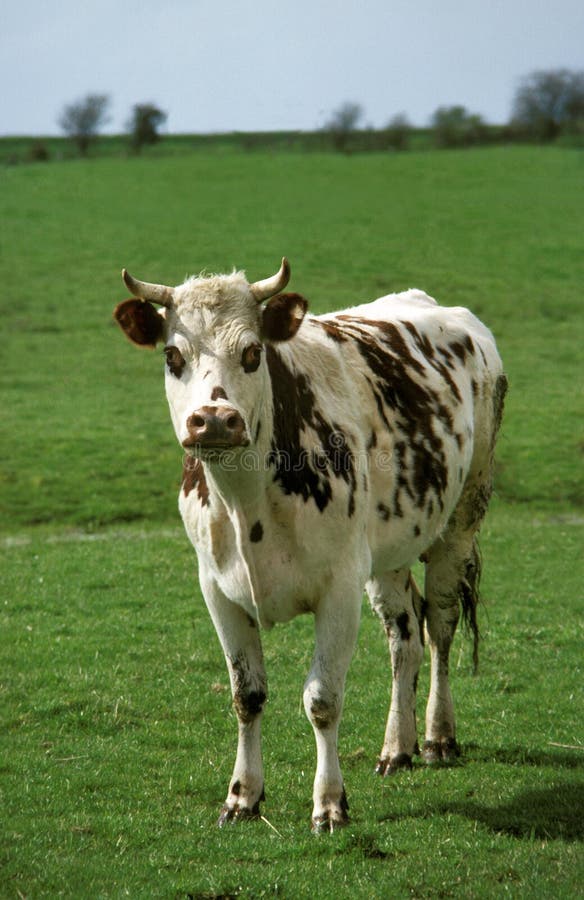 Normandy Cow, Cattle Under Appel Tree, Normandy Stock Image - Image of ...