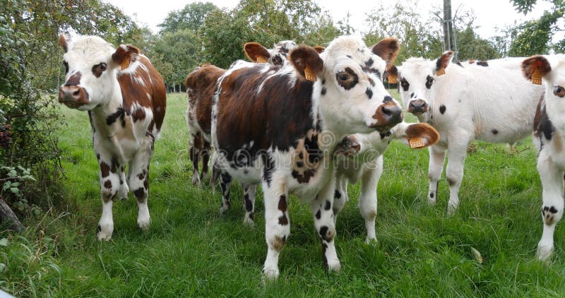 Normandy Cattle, Cows in Meadow, Normandy Stock Photo - Image of ...