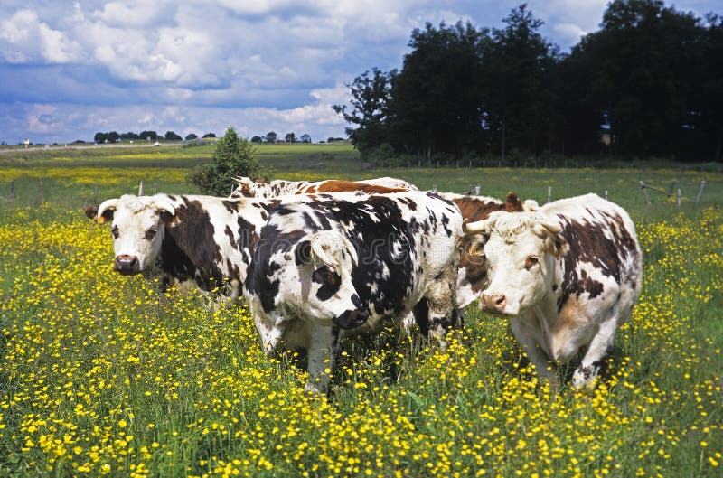 Vache normande stock image. Image of female, europe - 170404823