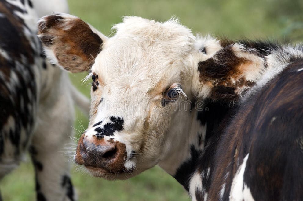 Normandy Cow, Domestic Cattle Stock Image - Image of animal, herbivore ...