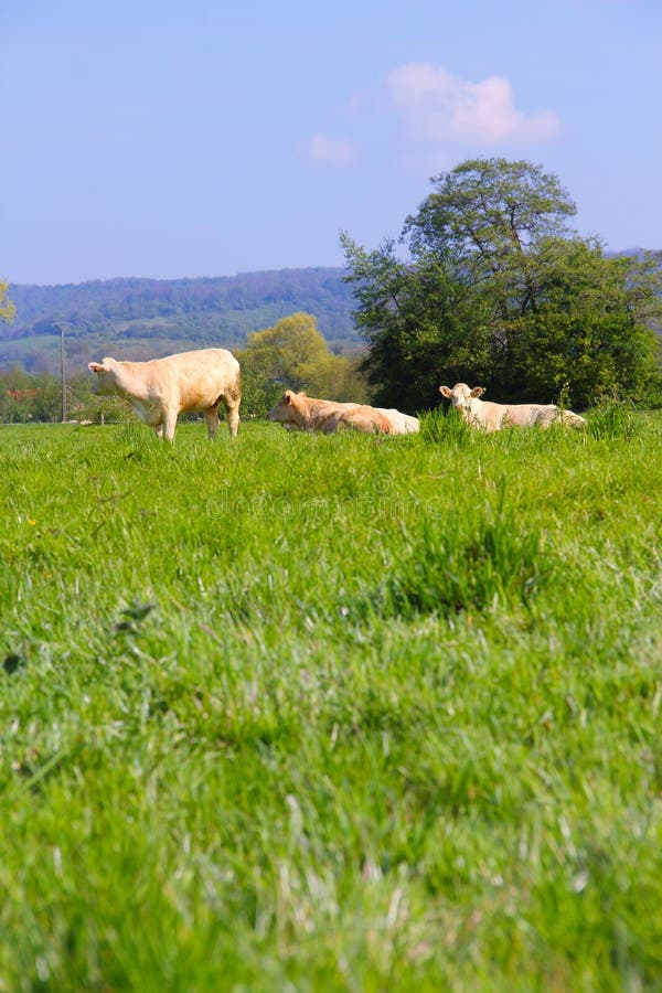 Normandy cows on pasture stock image. Image of france - 112998741