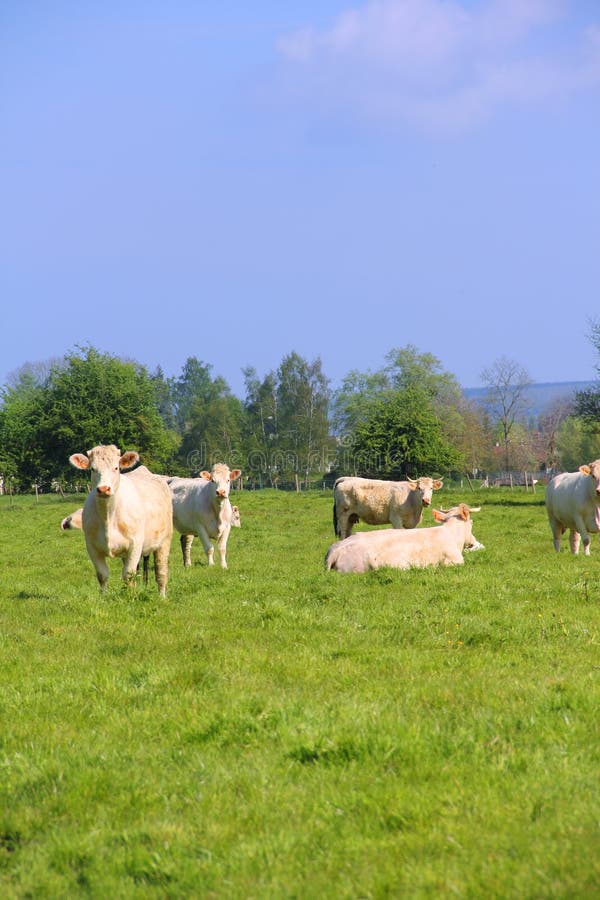 Normandy cows on pasture stock image. Image of country - 42894097