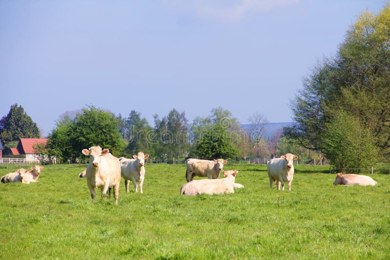 Normandy Cows stock image. Image of france, orange, yellow - 580365